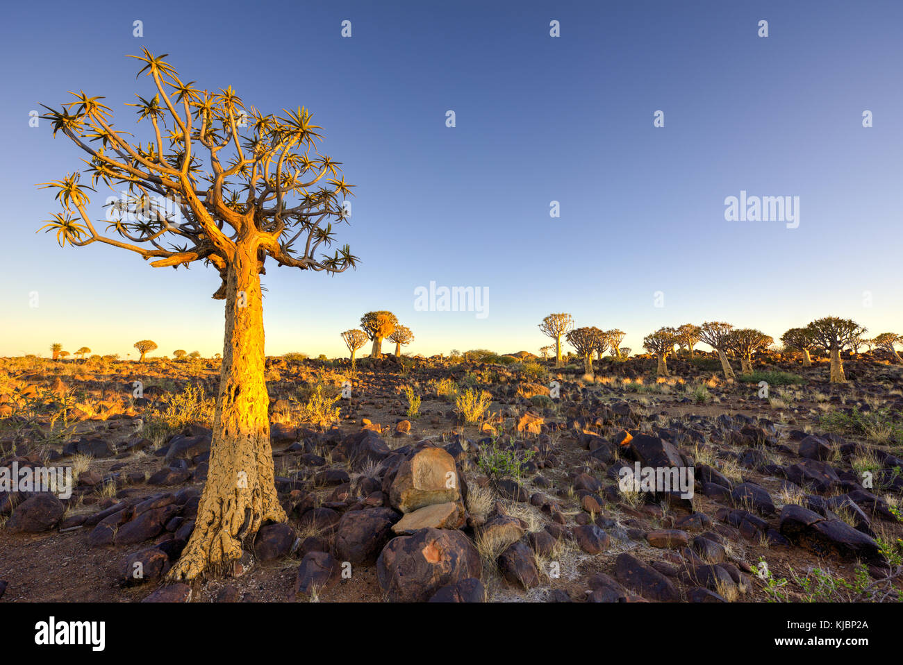 Quiver Tree Forest outside of Keetmanshoop, Namibia at dawn Stock Photo ...