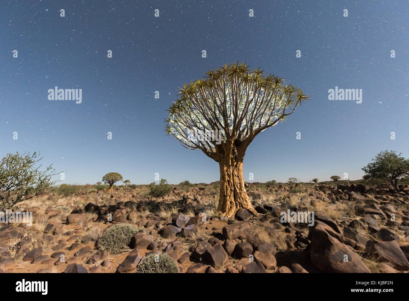 Quiver Tree Forest outside of Keetmanshoop, Namibia at night on a full ...