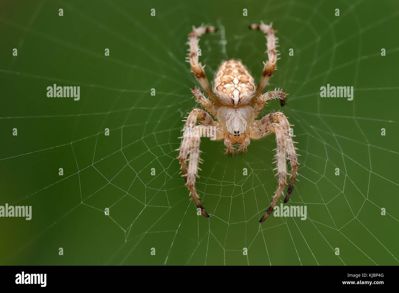 Spider with cross on the back hi-res stock photography and images - Alamy