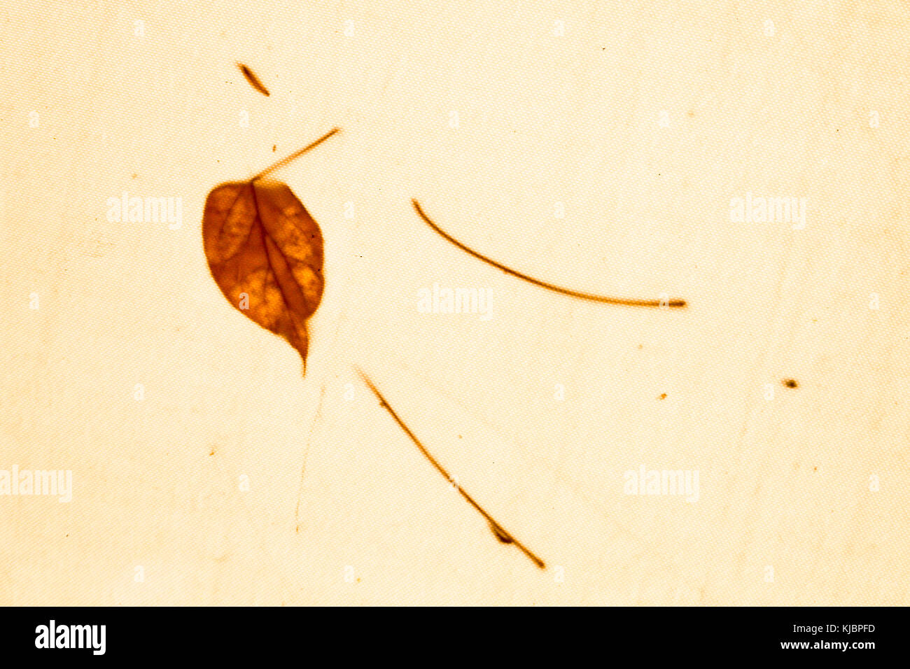 Translucent leaves hi-res stock photography and images - Alamy