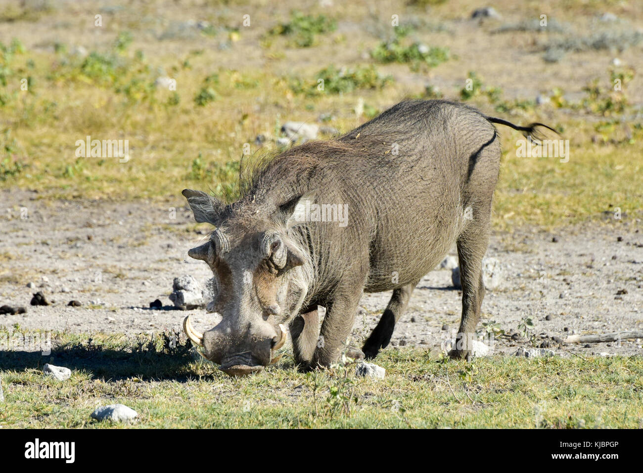 Warthog in the wild in Etosha National Park, Namibia, Africa Stock ...