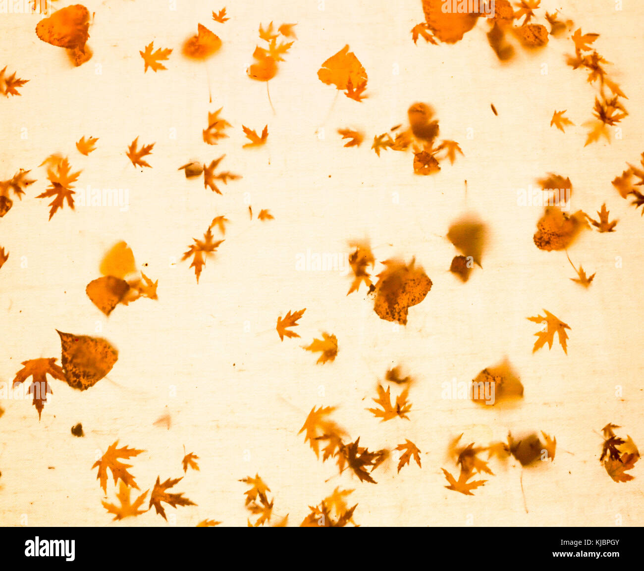 Light through the leaves hi-res stock photography and images - Alamy