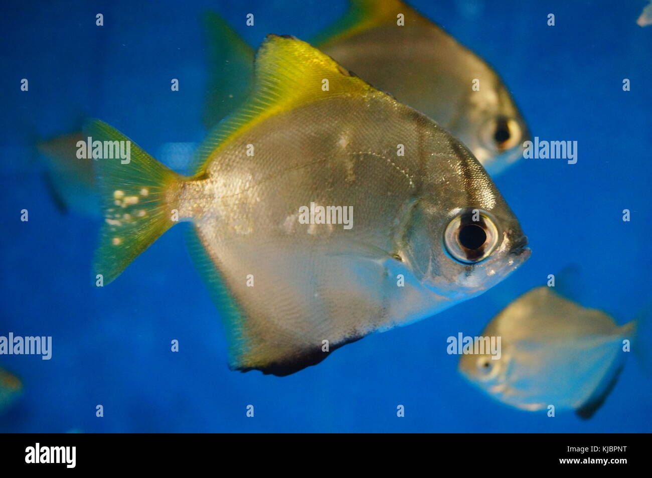 Ornamental fish swimming in the aquarium Pomfret, very beautiful Stock ...