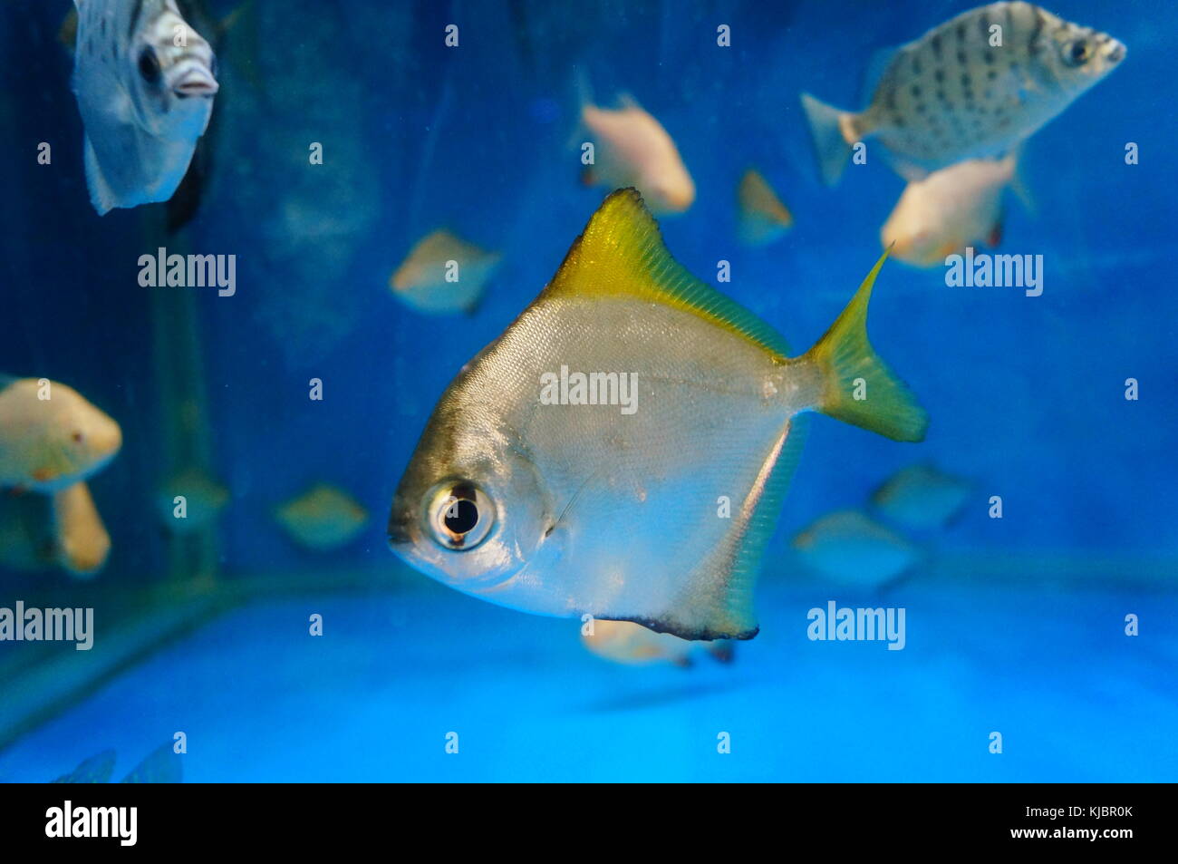 Ornamental fish swimming in the aquarium Pomfret, very beautiful Stock ...