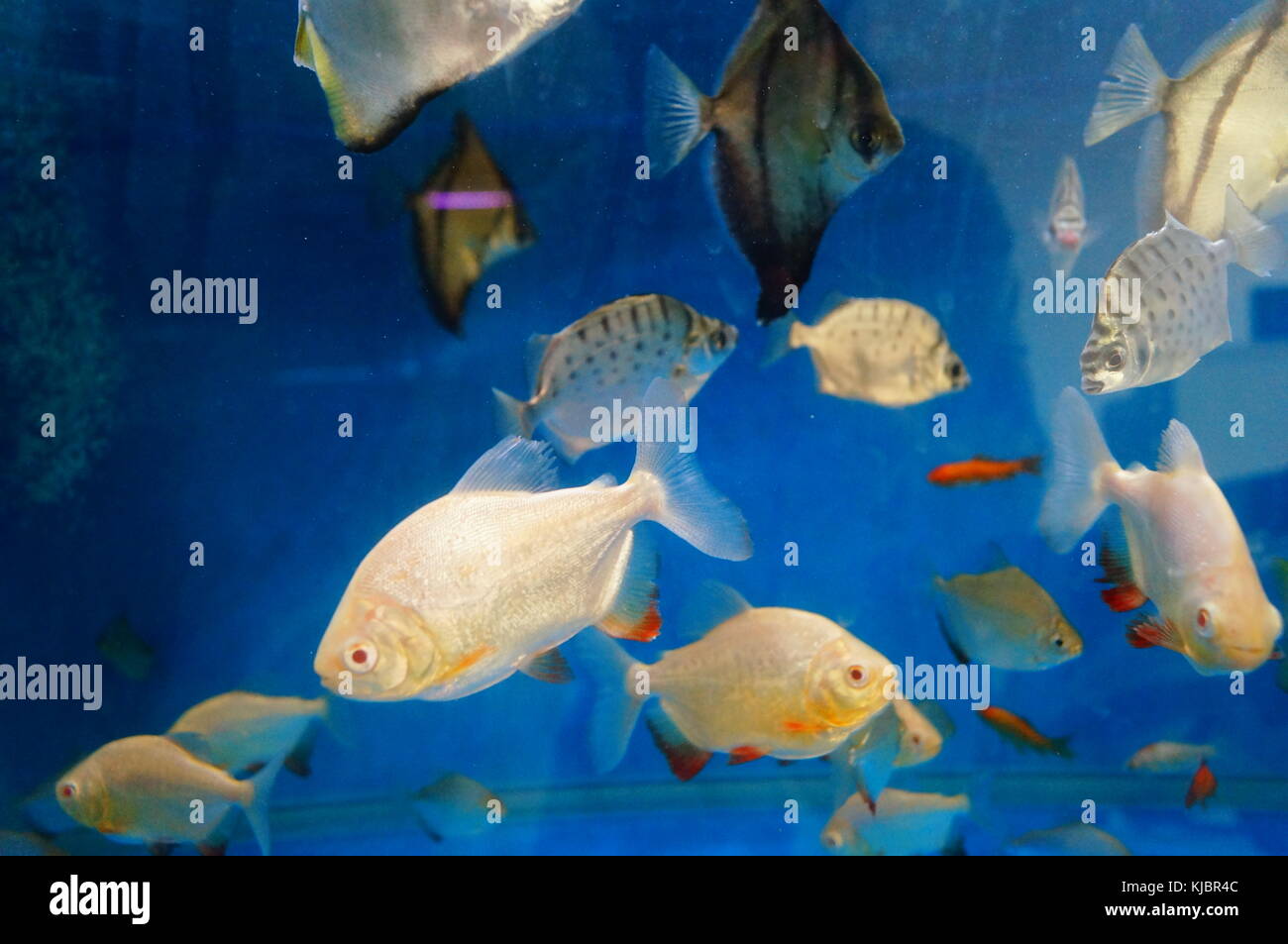 Ornamental fish swimming in the aquarium Pomfret, very beautiful Stock ...