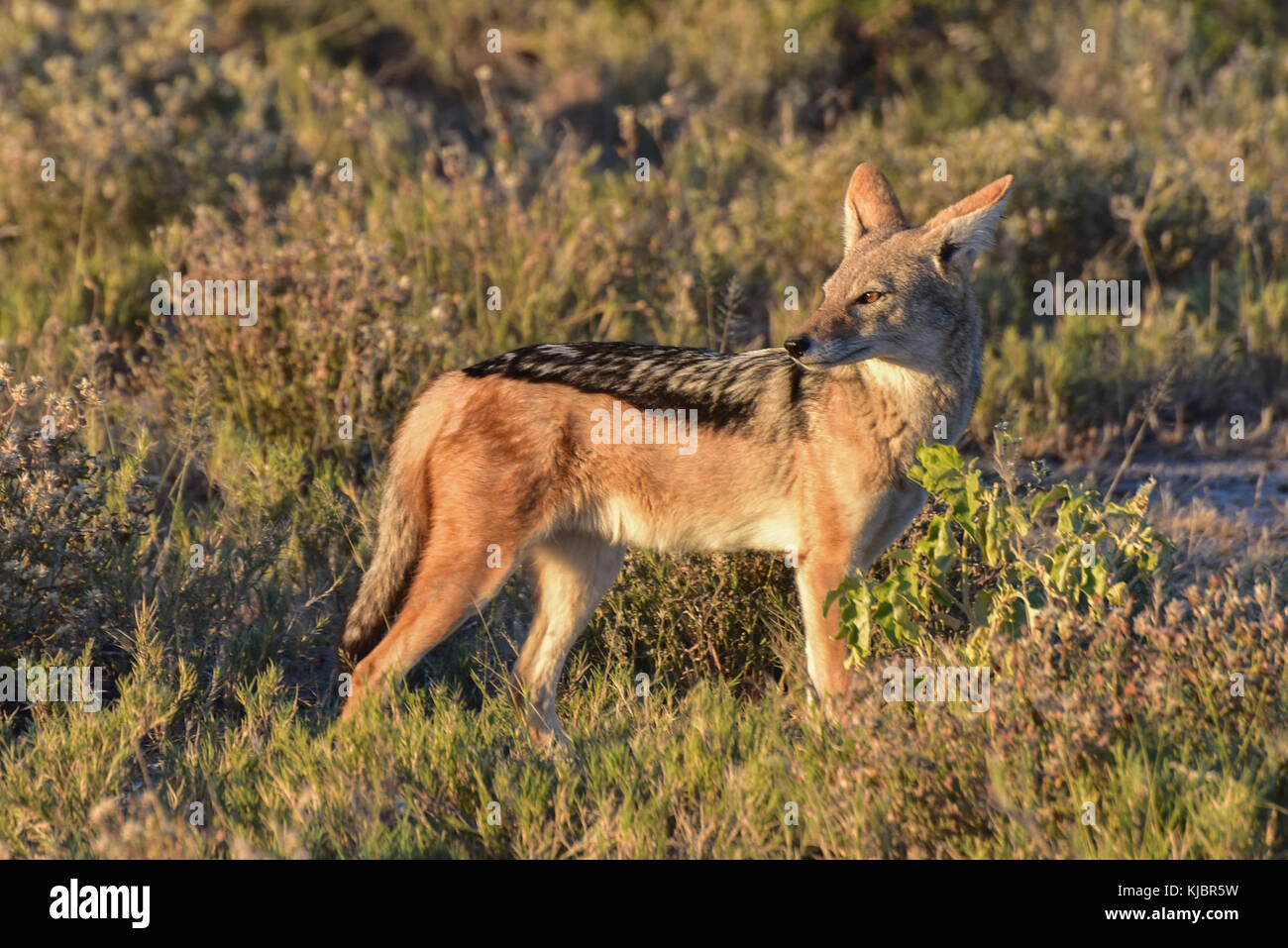 Black-backed jackal Canis mesomelas, in the bush, Etosha National Park, Namibia Stock Photo - Alamy