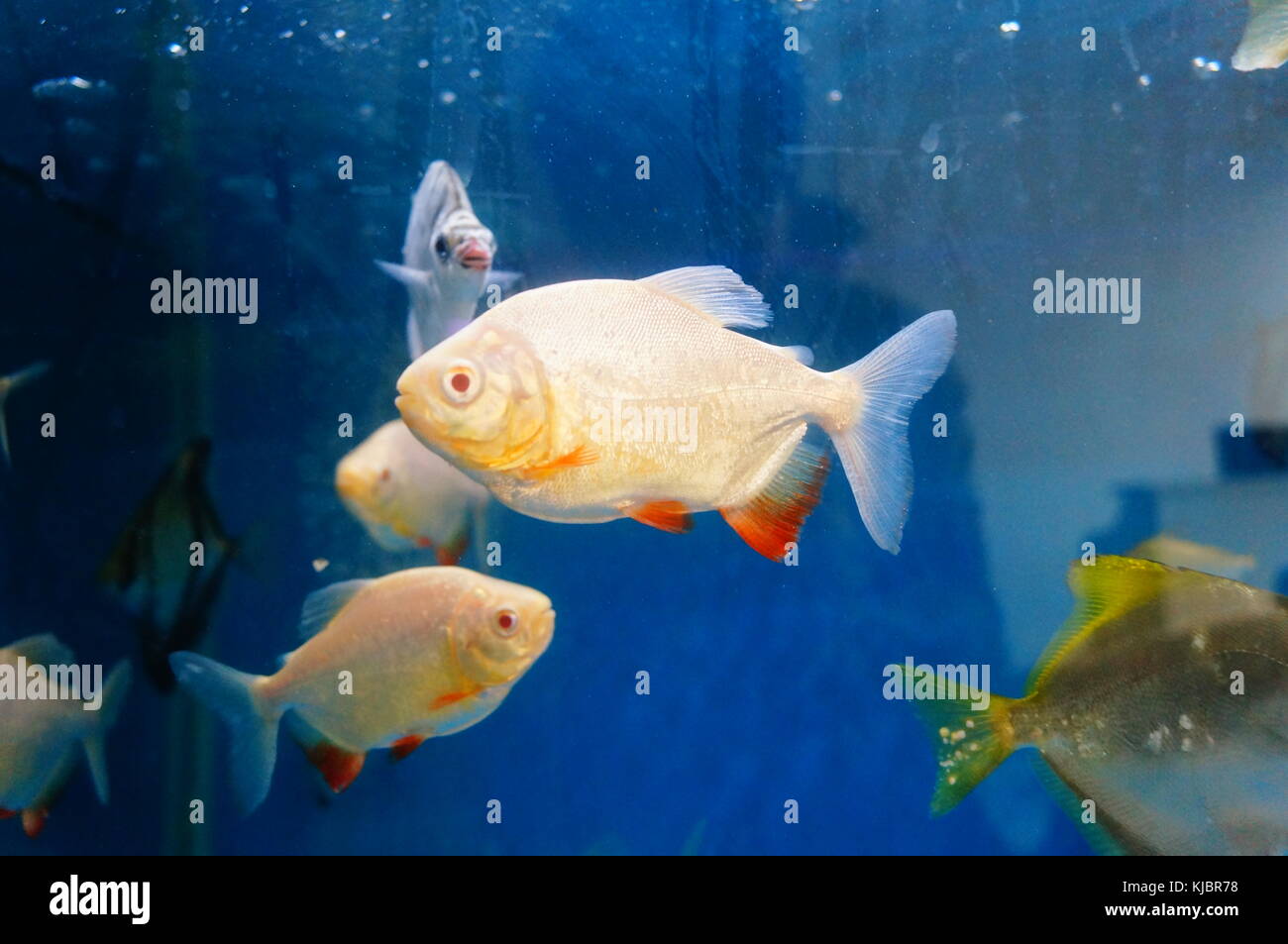 Ornamental fish swimming in the aquarium Pomfret, very beautiful Stock ...