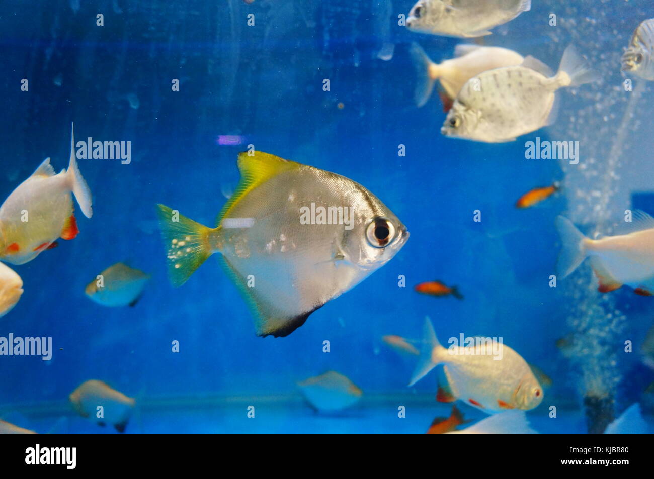 Ornamental fish swimming in the aquarium Pomfret, very beautiful Stock ...