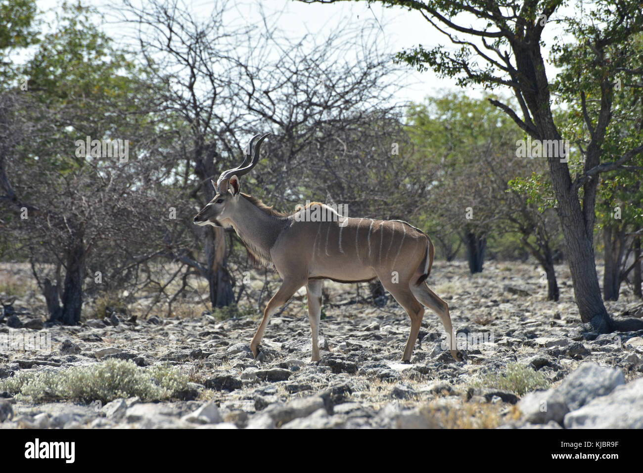 Kudu walking in Etosha National Park, Namibia Stock Photo - Alamy