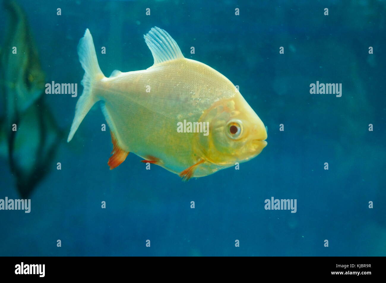 Ornamental fish swimming in the aquarium Pomfret, very beautiful Stock ...