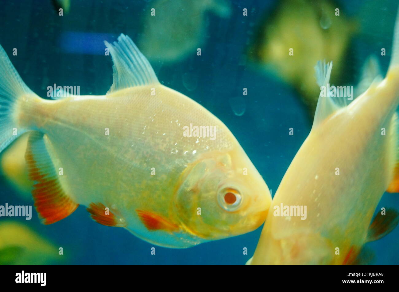 Ornamental fish hi-res stock photography and images - Alamy