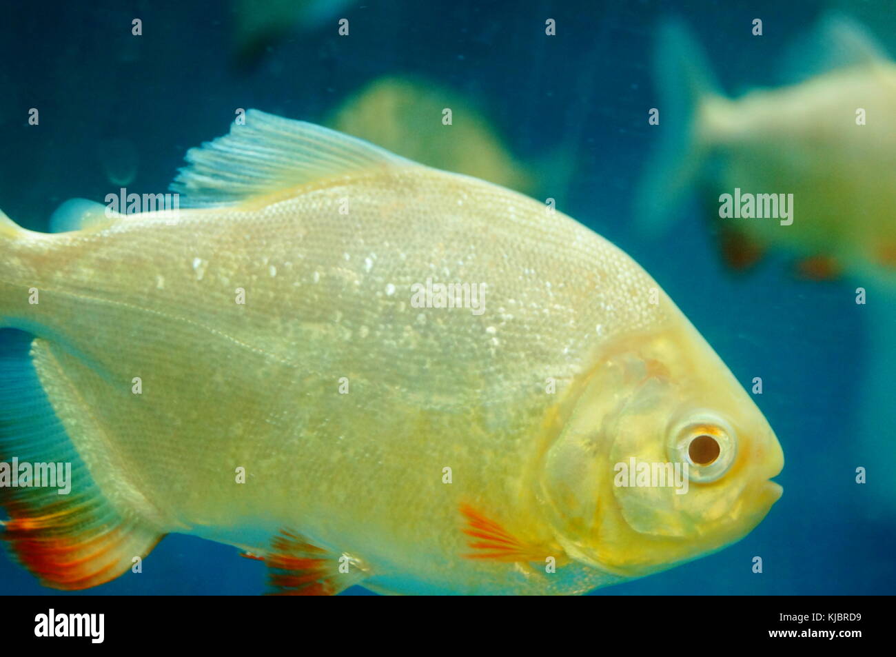 Ornamental fish swimming in the aquarium Pomfret, very beautiful Stock ...