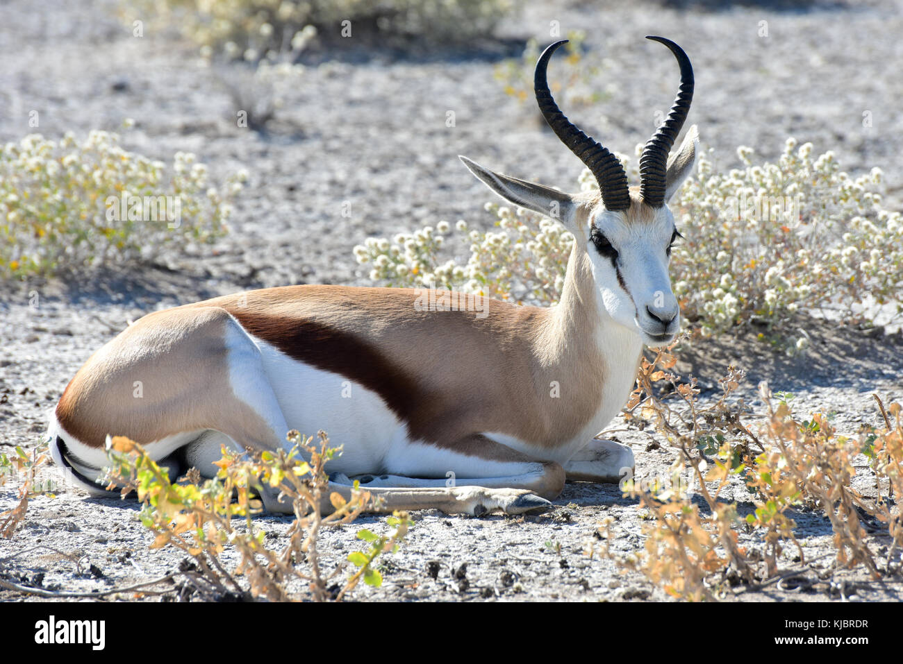 Springbok in the wild, in Etosha National Park, Namibia Stock Photo - Alamy