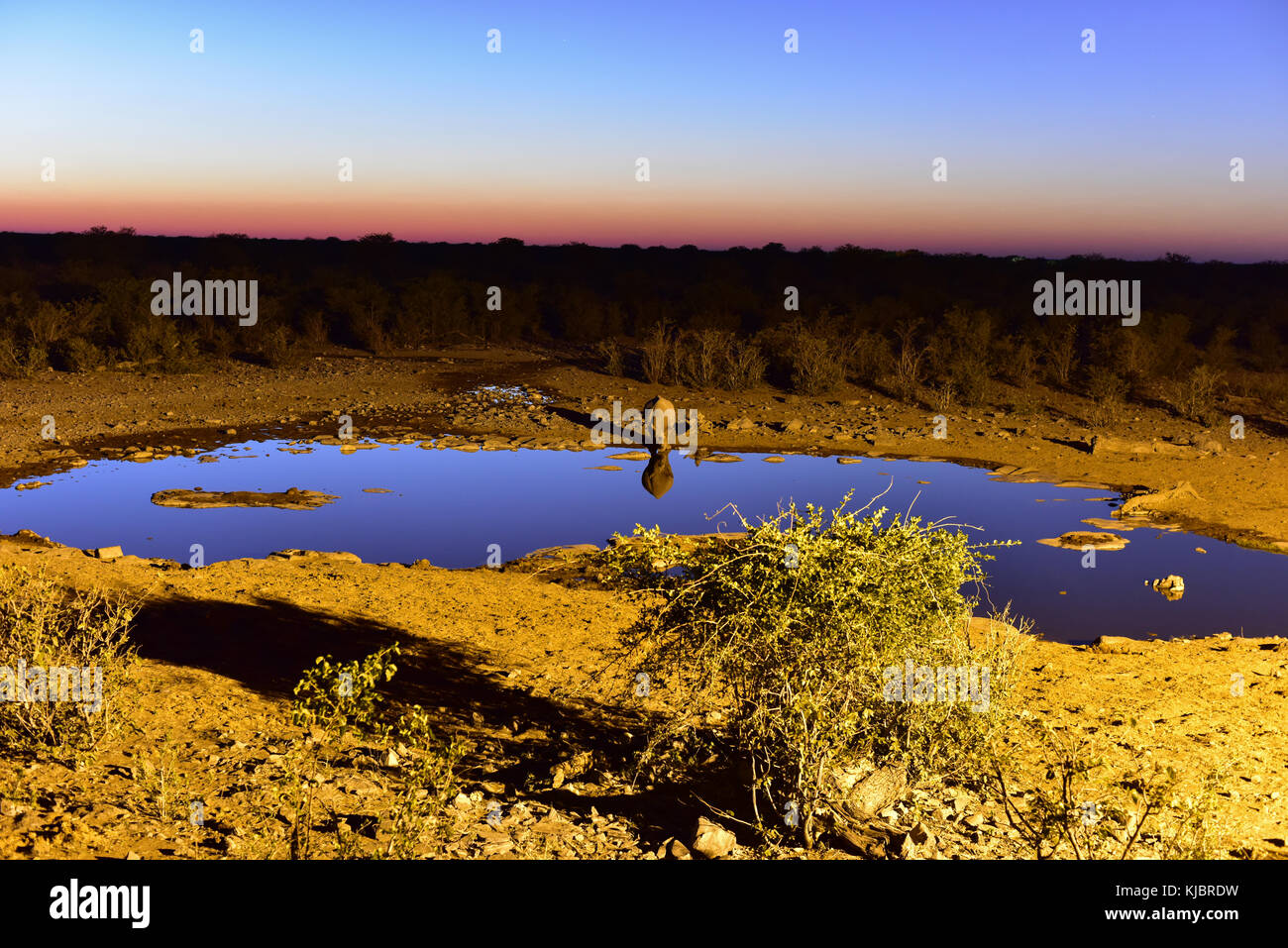 Rhinoceros at the Halali watering hole in Etosha National Park, Namibia ...