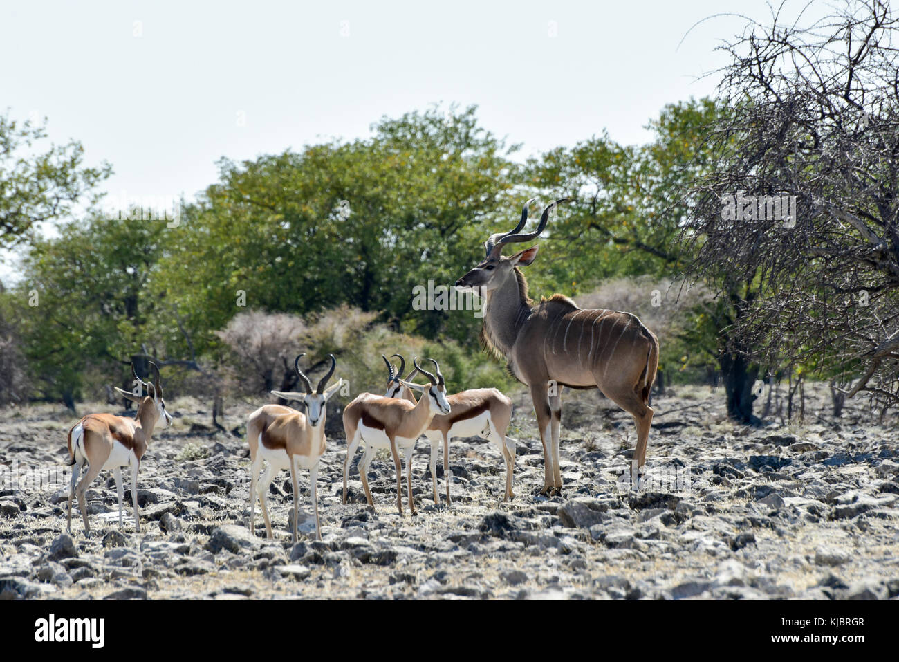 Springbok and kudu in the wild, in Etosha National Park, Namibia Stock ...