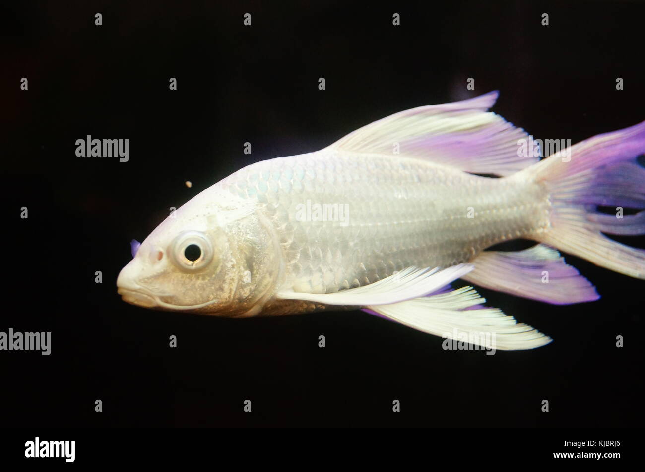 Taiwan Koi in the aquarium swimming, very beautiful Stock Photo - Alamy