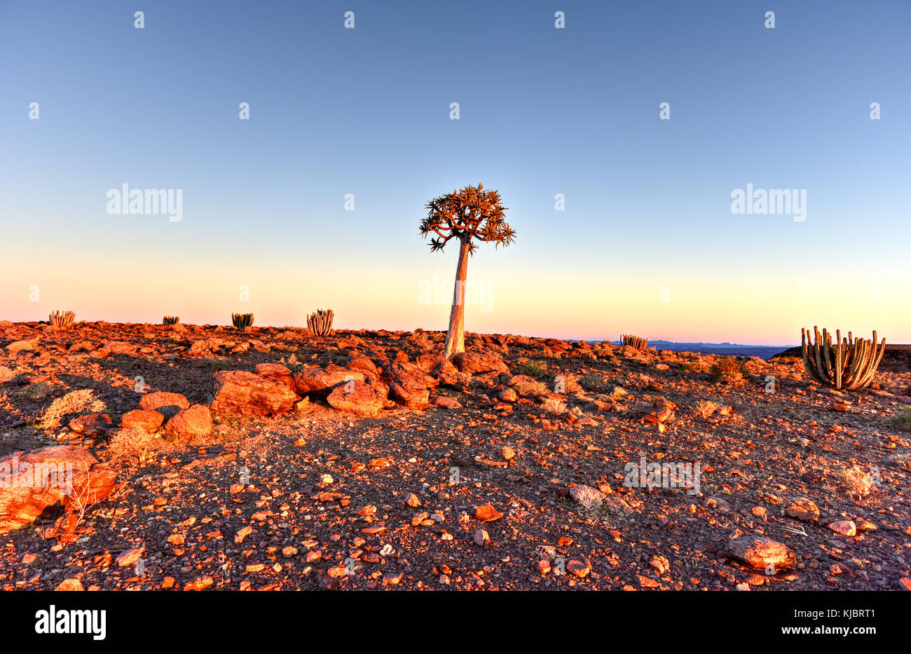 Quiver Tree around the Fish River Canyon, Namibia Stock Photo - Alamy