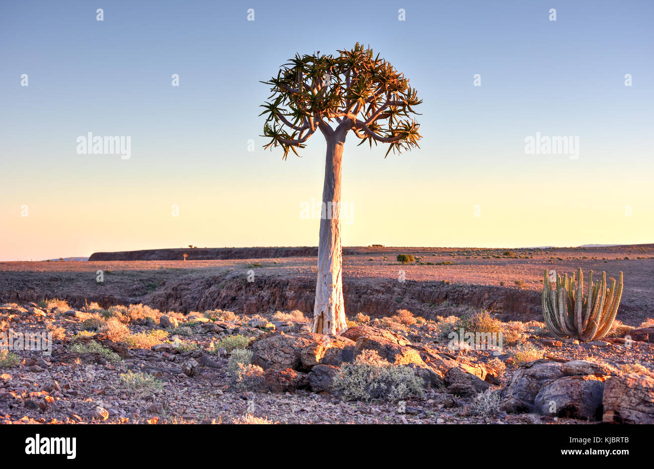 Quiver Tree around the Fish River Canyon, Namibia Stock Photo - Alamy