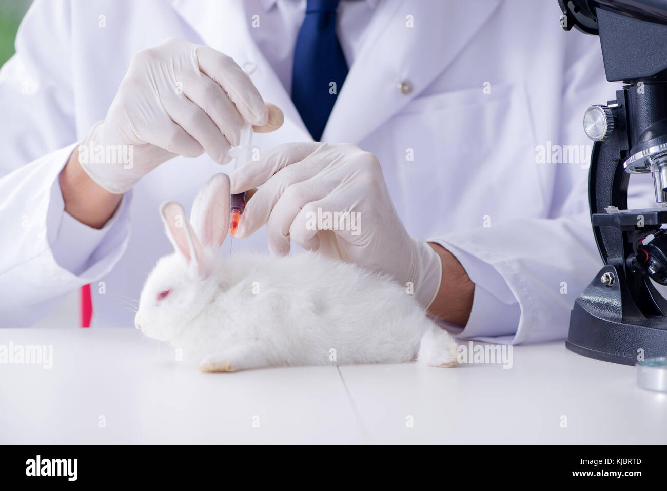 Vet doctor examining rabbit in pet hospital Stock Photo - Alamy