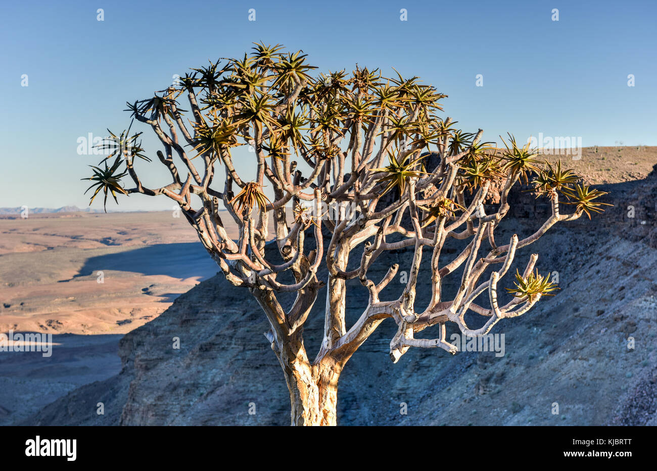 Quiver Tree around the Fish River Canyon, Namibia Stock Photo - Alamy
