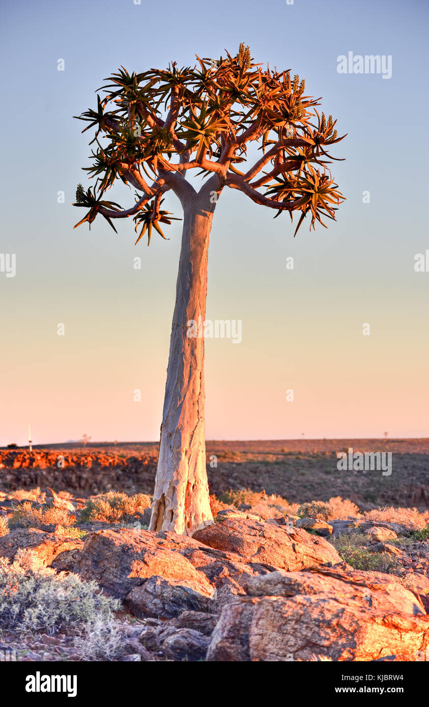 Quiver Tree around the Fish River Canyon, Namibia Stock Photo - Alamy