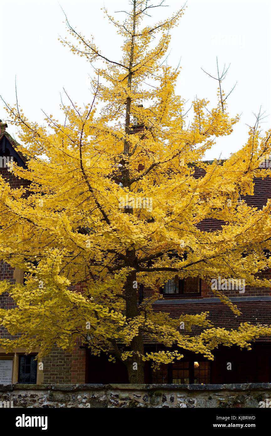 Winchester almshouses hi-res stock photography and images - Alamy