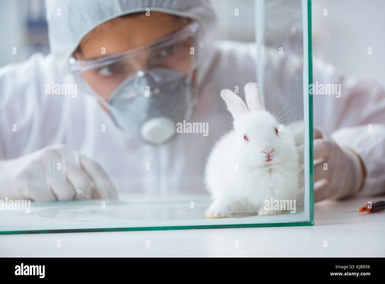 Scientist doing animal experiment in lab with rabbit Stock Photo - Alamy
