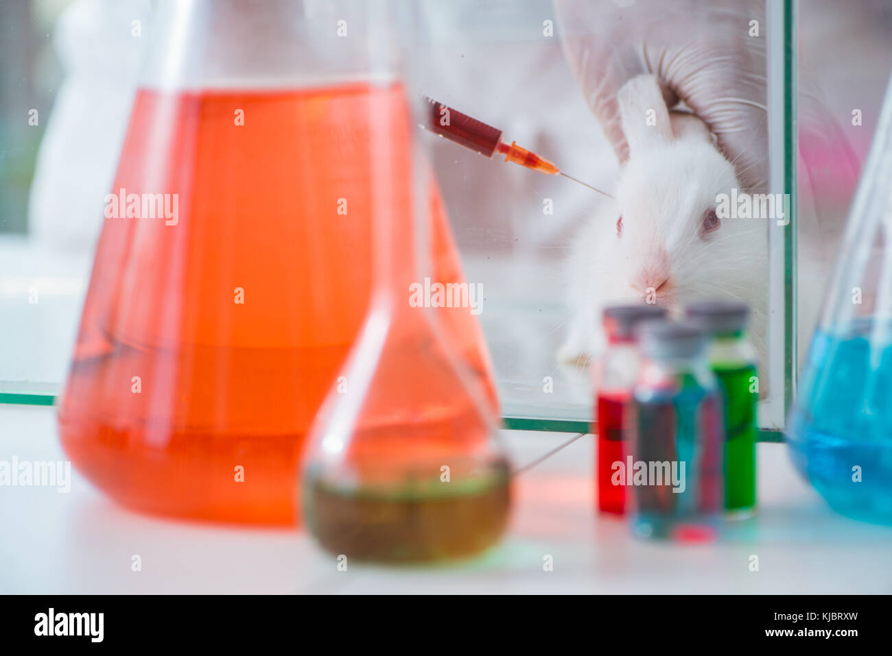 White rabbit in scientific lab experiment hi-res stock photography and ...