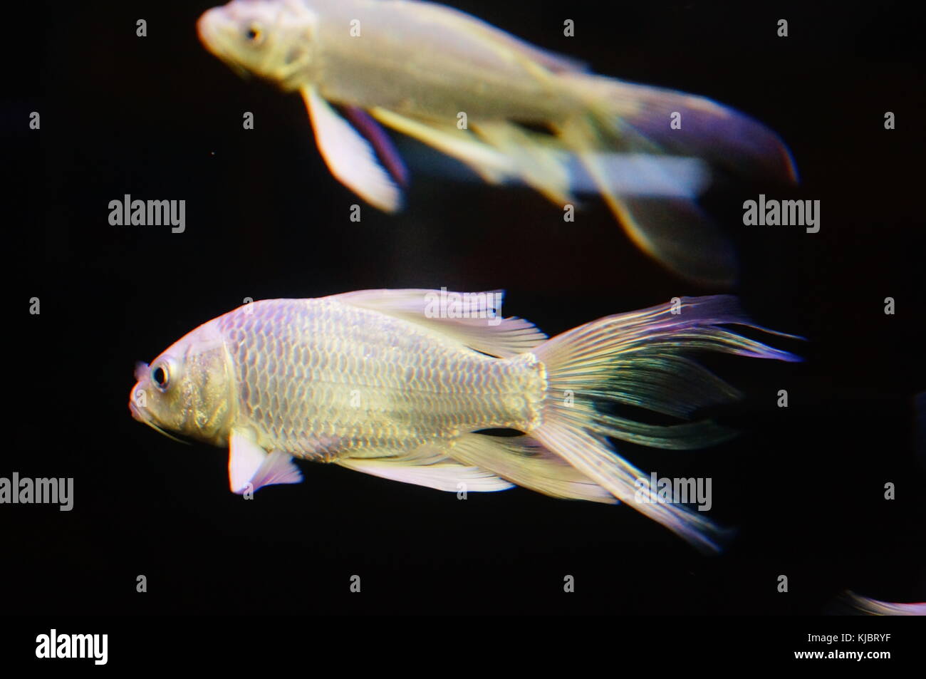 Taiwan Koi in the aquarium swimming, very beautiful Stock Photo - Alamy