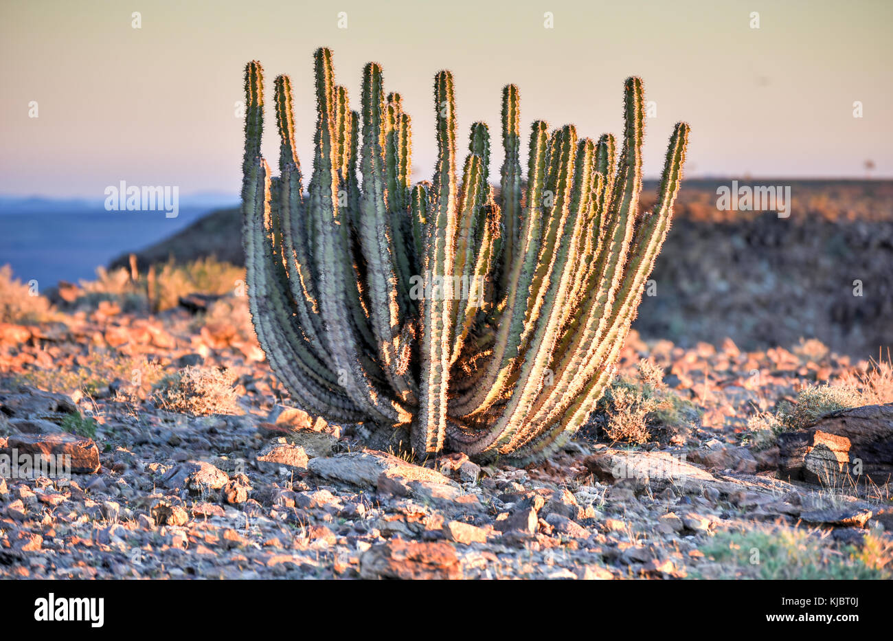 Cactus around the Fish River Canyon, Namibia Stock Photo - Alamy