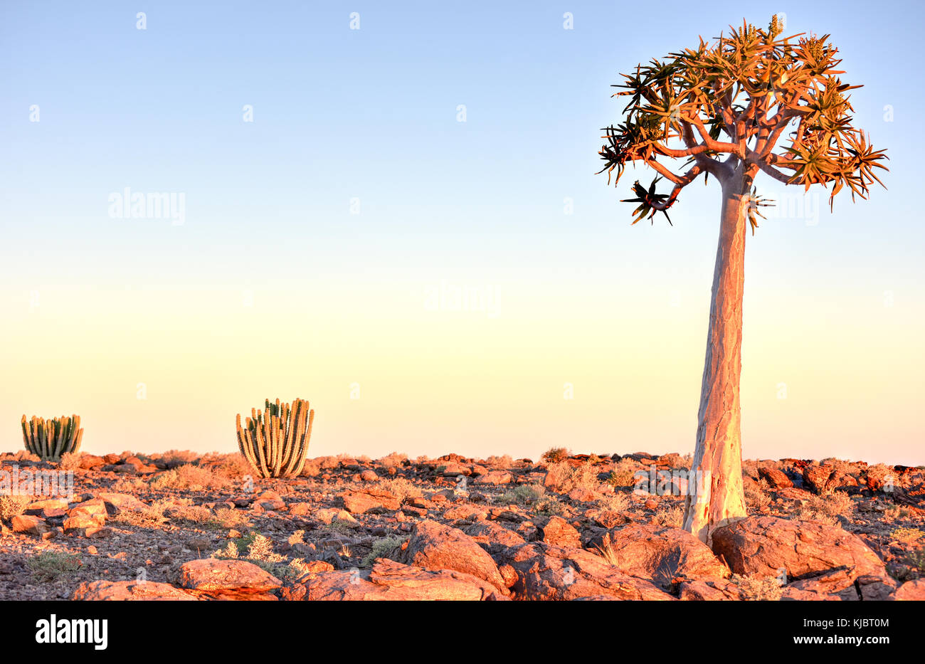 Quiver Tree around the Fish River Canyon, Namibia Stock Photo - Alamy