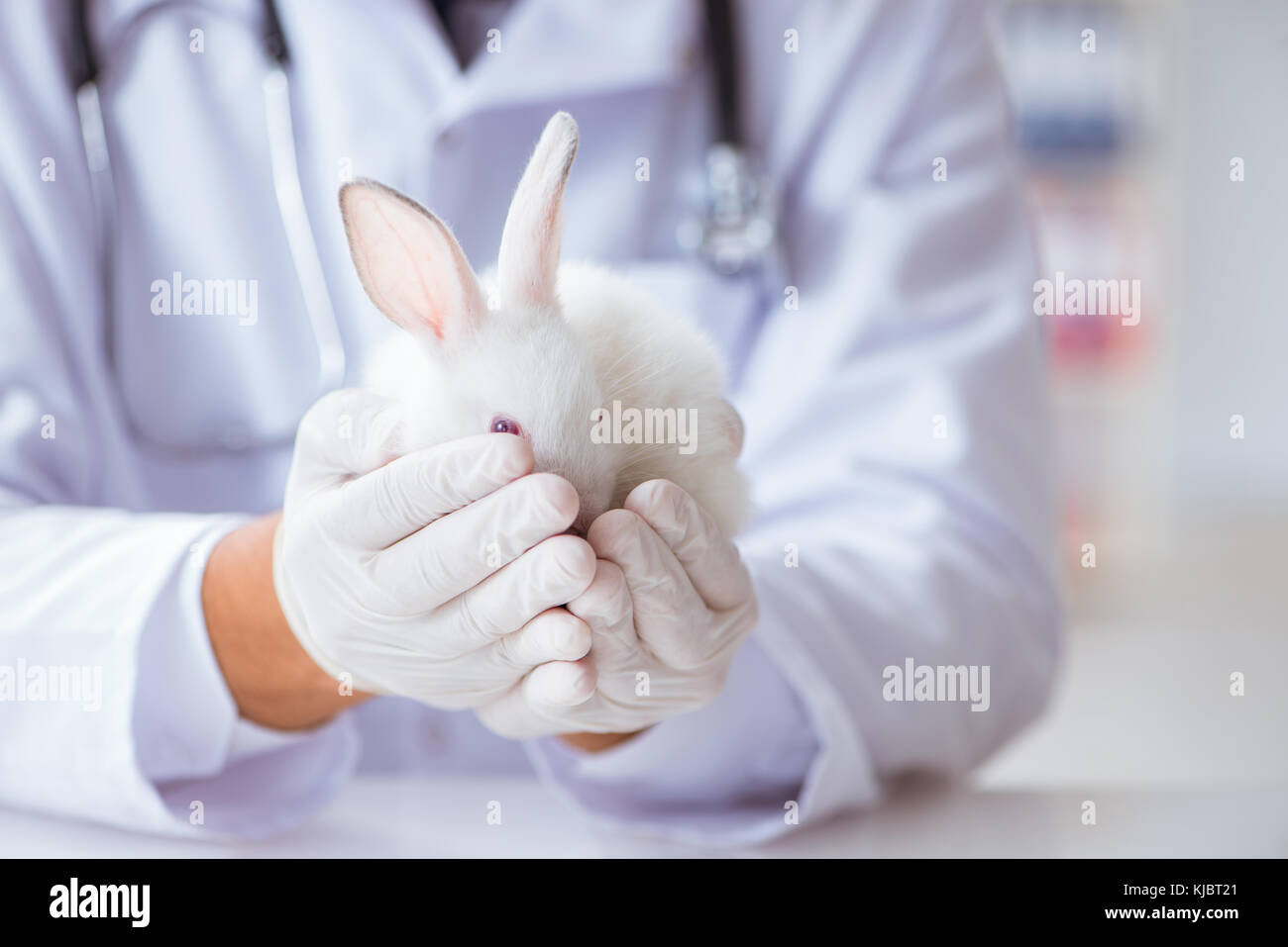 Vet doctor examining rabbit in pet hospital Stock Photo - Alamy