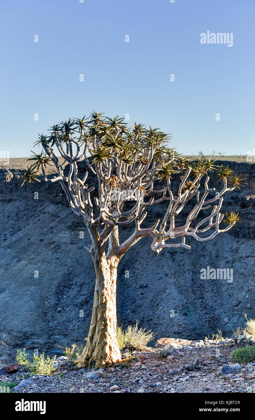 Quiver Tree around the Fish River Canyon, Namibia Stock Photo - Alamy
