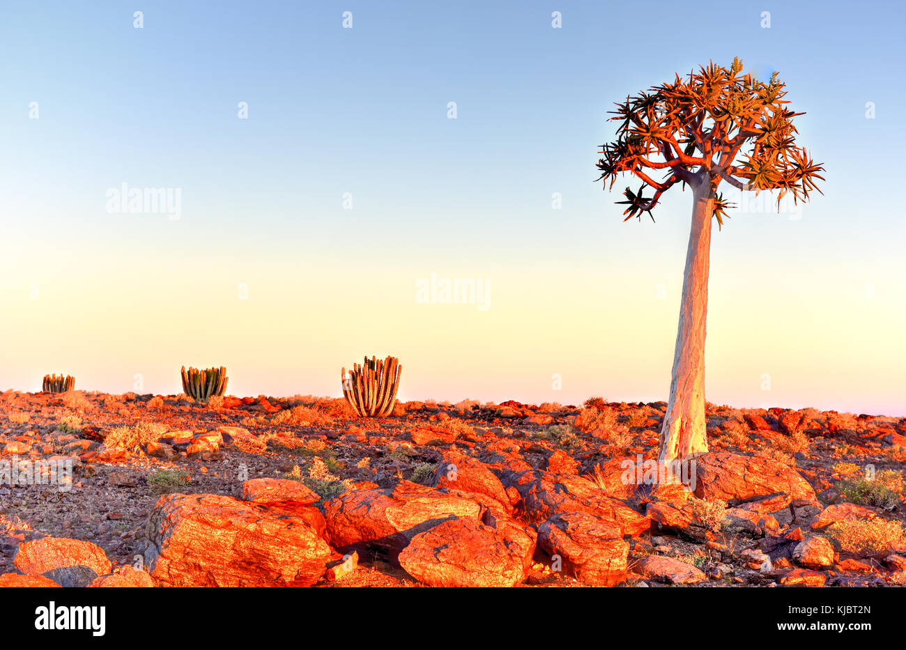 Quiver Tree around the Fish River Canyon, Namibia Stock Photo - Alamy
