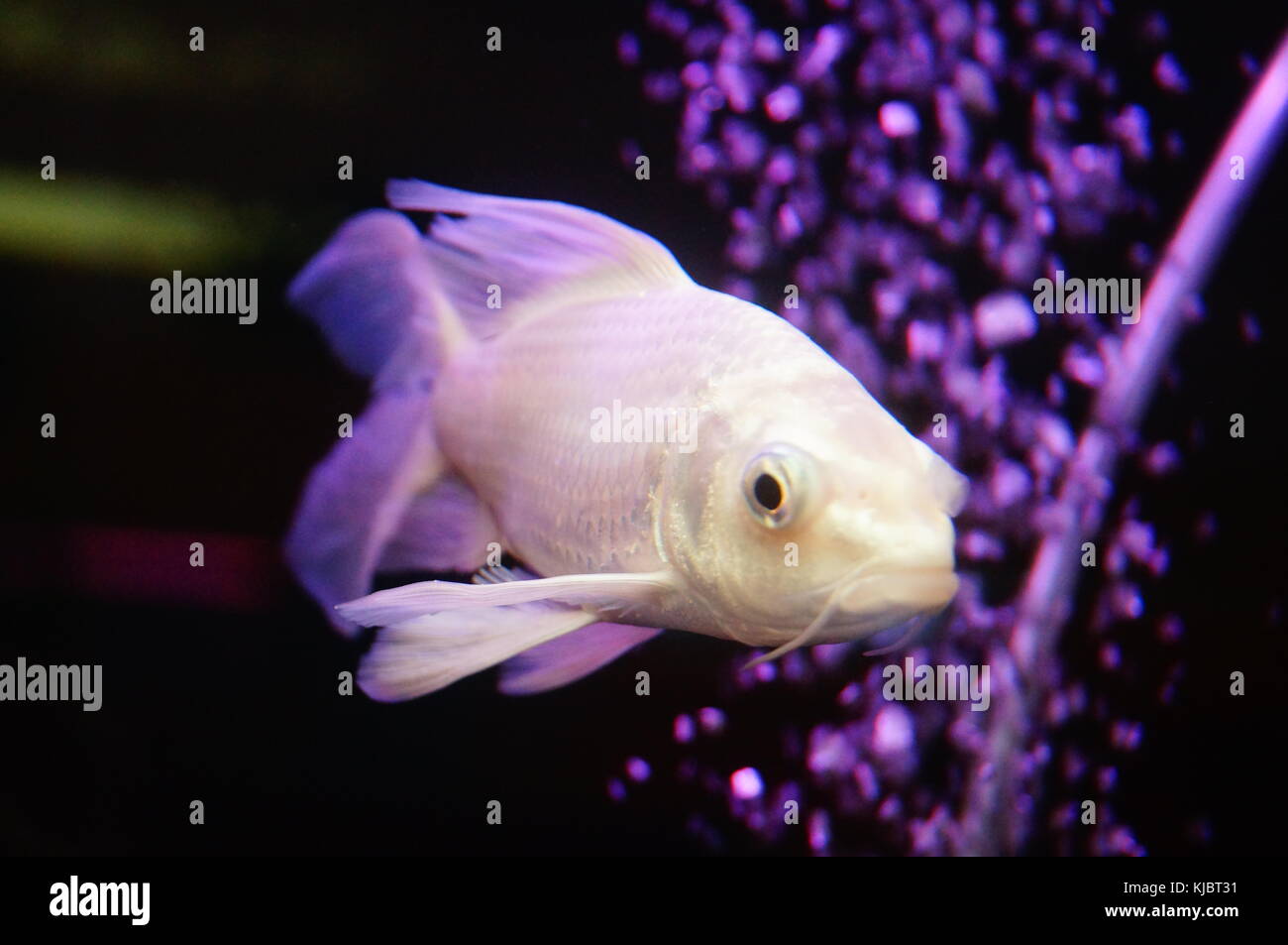 Taiwan Koi in the aquarium swimming, very beautiful Stock Photo - Alamy