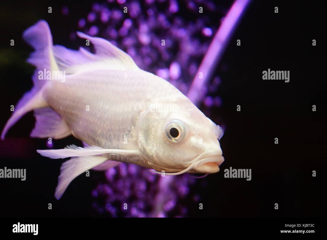 Taiwan Koi in the aquarium swimming, very beautiful Stock Photo - Alamy