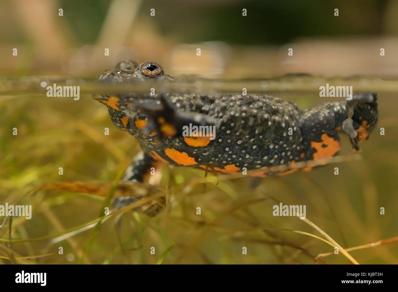 Fire bellied toad hi-res stock photography and images - Alamy