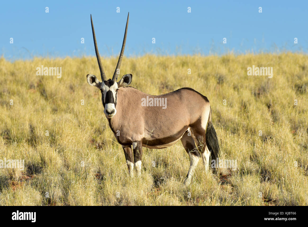 Oryx track hi-res stock photography and images - Alamy