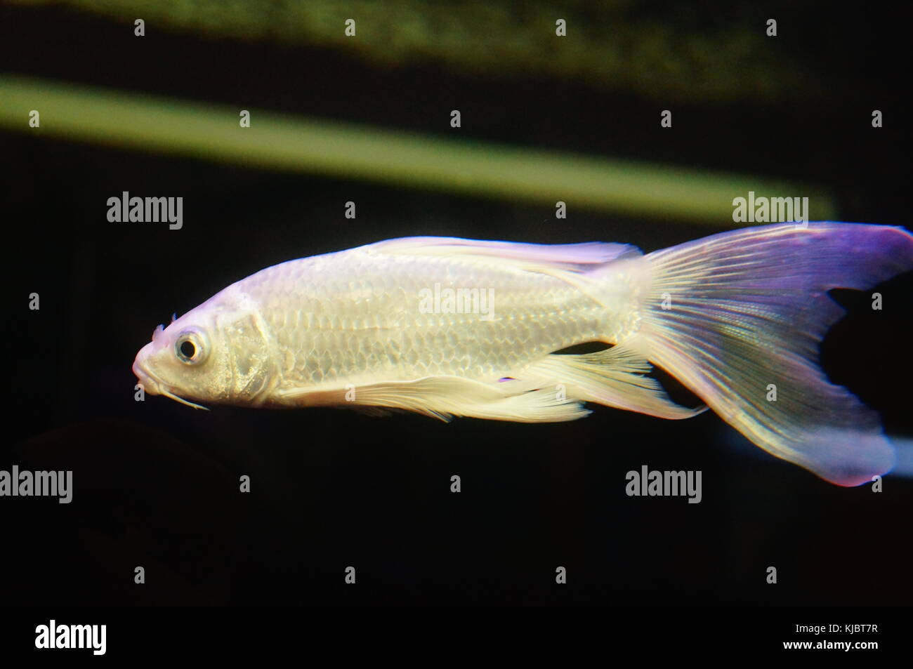 Taiwan Koi in the aquarium swimming, very beautiful Stock Photo - Alamy