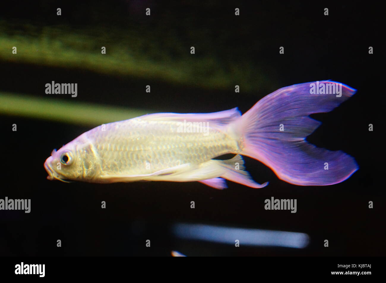 Taiwan Koi in the aquarium swimming, very beautiful Stock Photo - Alamy
