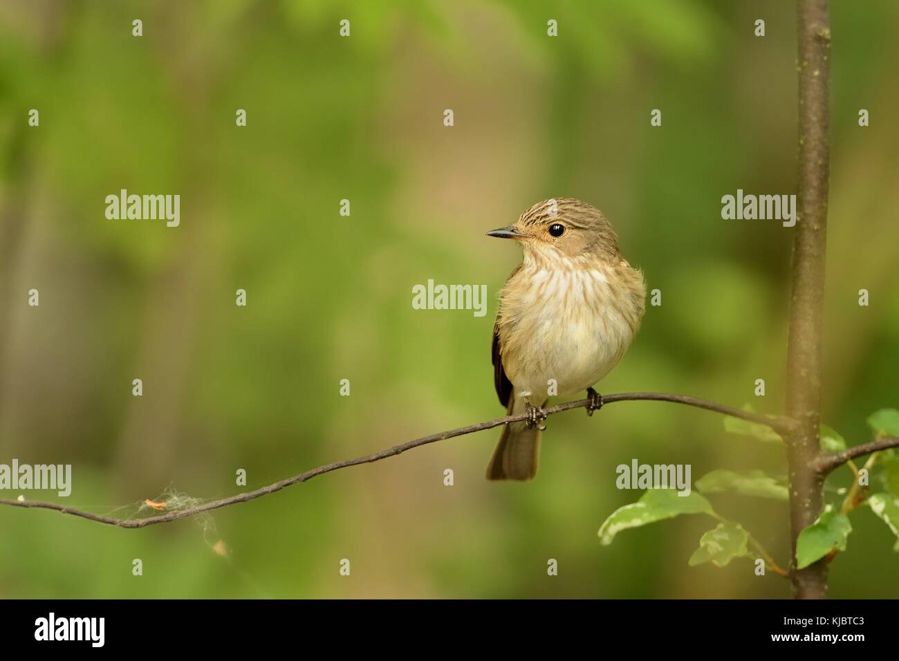 Spotted flycatcher in natural environment hi-res stock photography and ...