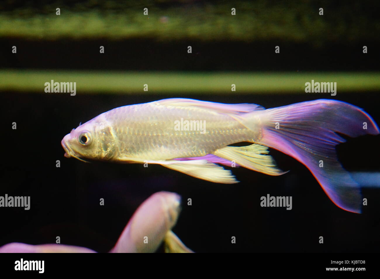 Taiwan Koi in the aquarium swimming, very beautiful Stock Photo - Alamy