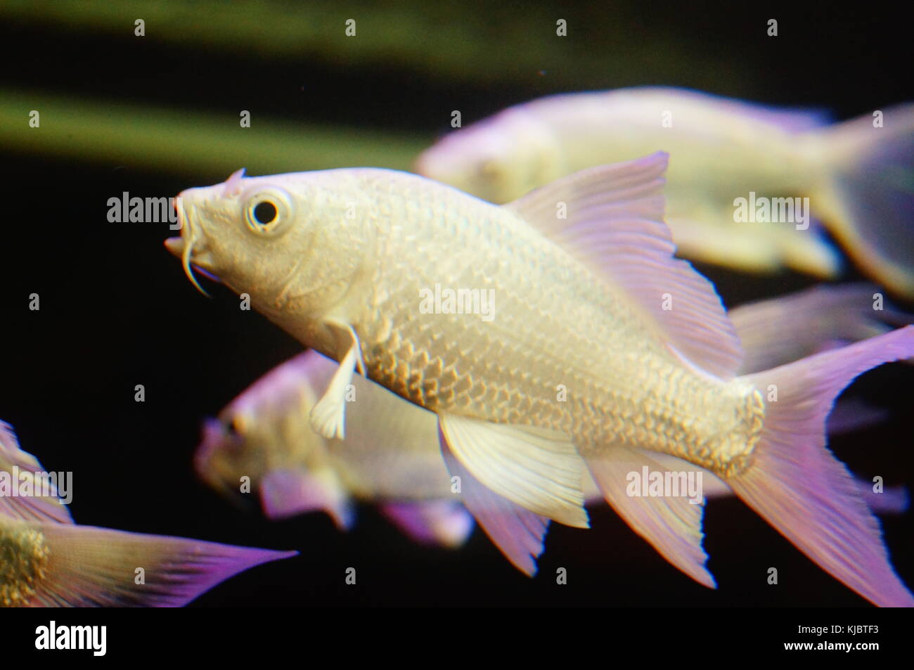 Taiwan Koi in the aquarium swimming, very beautiful Stock Photo - Alamy