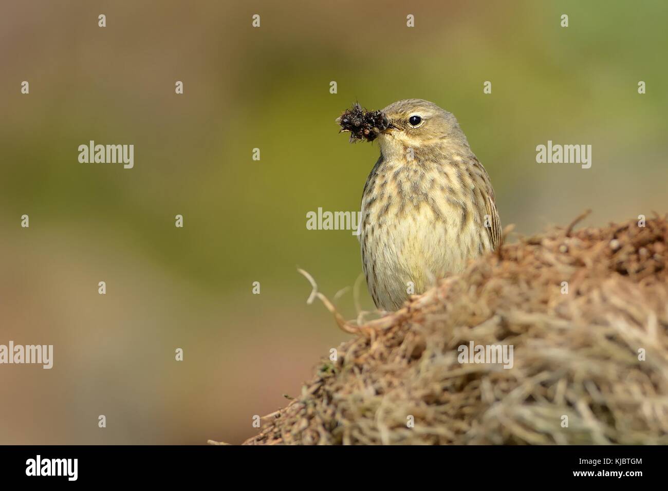 Rock Pipit - Anthus petrosus with blue background Stock Photo - Alamy