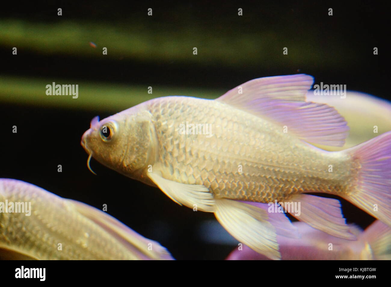 Taiwan Koi in the aquarium swimming, very beautiful Stock Photo - Alamy