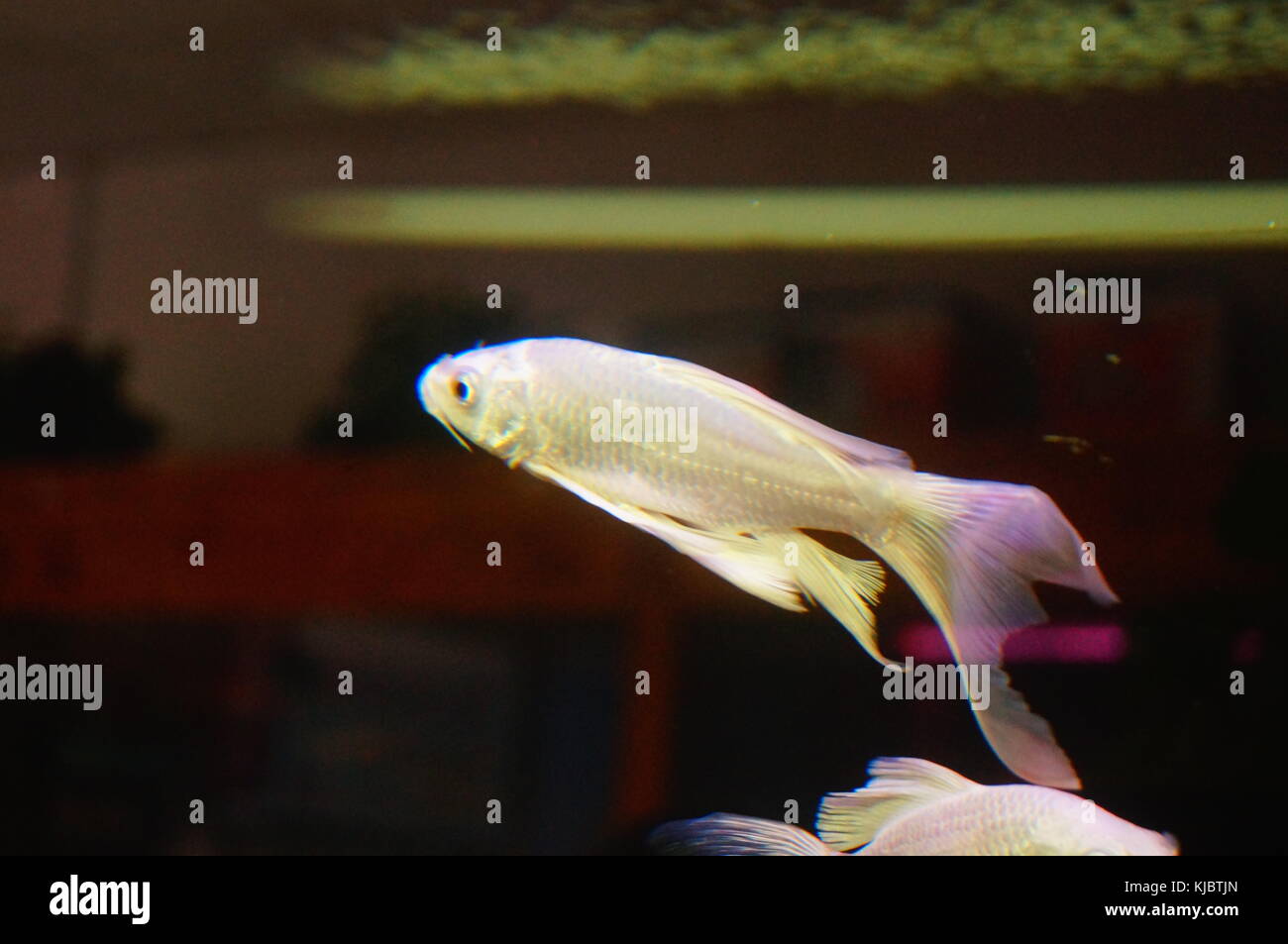 Taiwan Koi in the aquarium swimming, very beautiful Stock Photo - Alamy