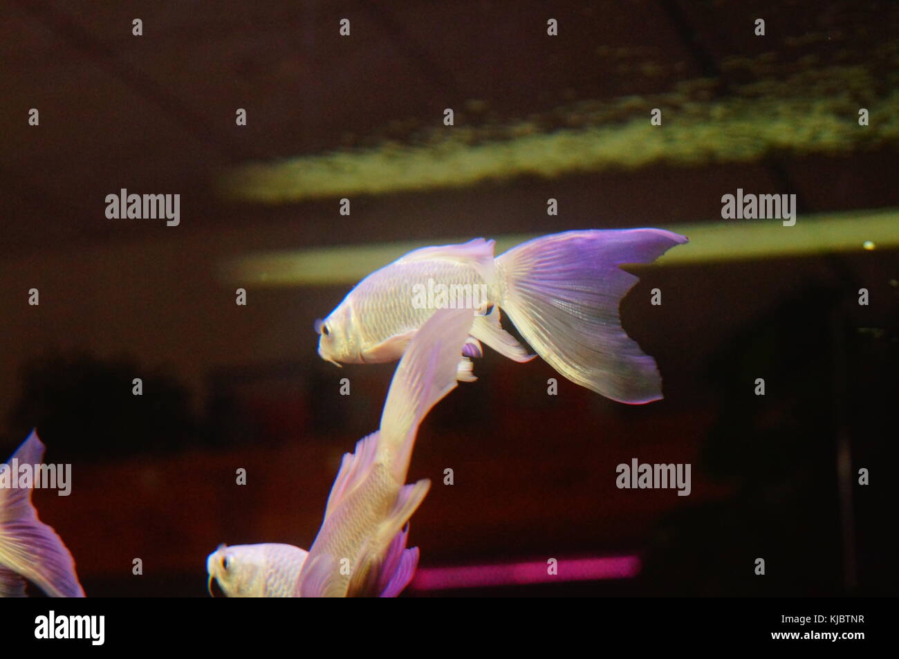 Taiwan Koi in the aquarium swimming, very beautiful Stock Photo - Alamy