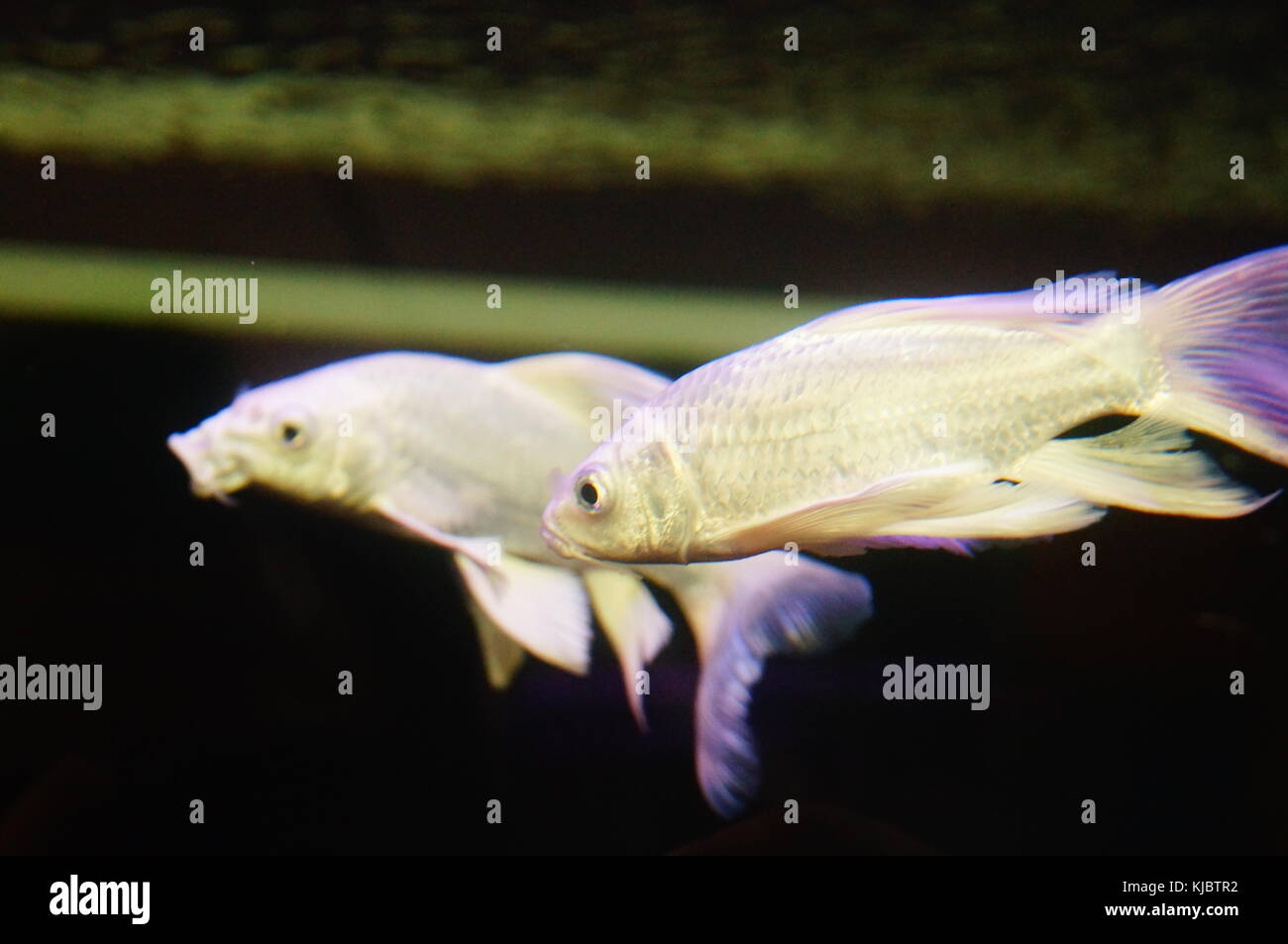 Taiwan Koi in the aquarium swimming, very beautiful Stock Photo - Alamy
