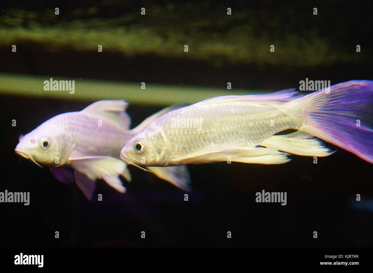 Taiwan Koi in the aquarium swimming, very beautiful Stock Photo - Alamy