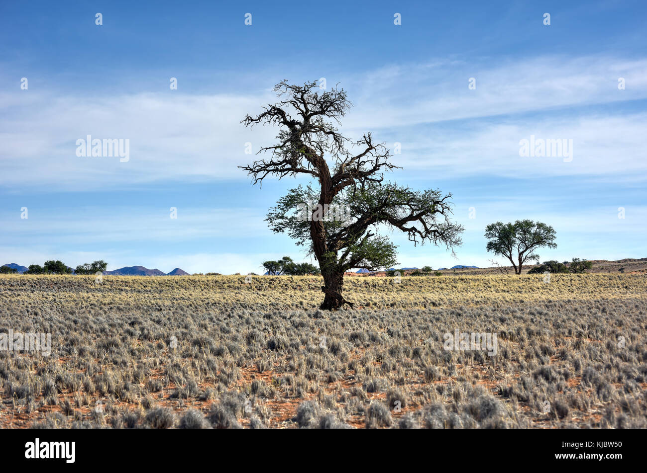 Desert landscape in the NamibRand Nature Reserve in Namibia Stock Photo ...